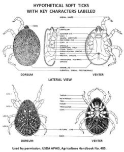 The science of ticks and ways to keep yourself and your dog safe